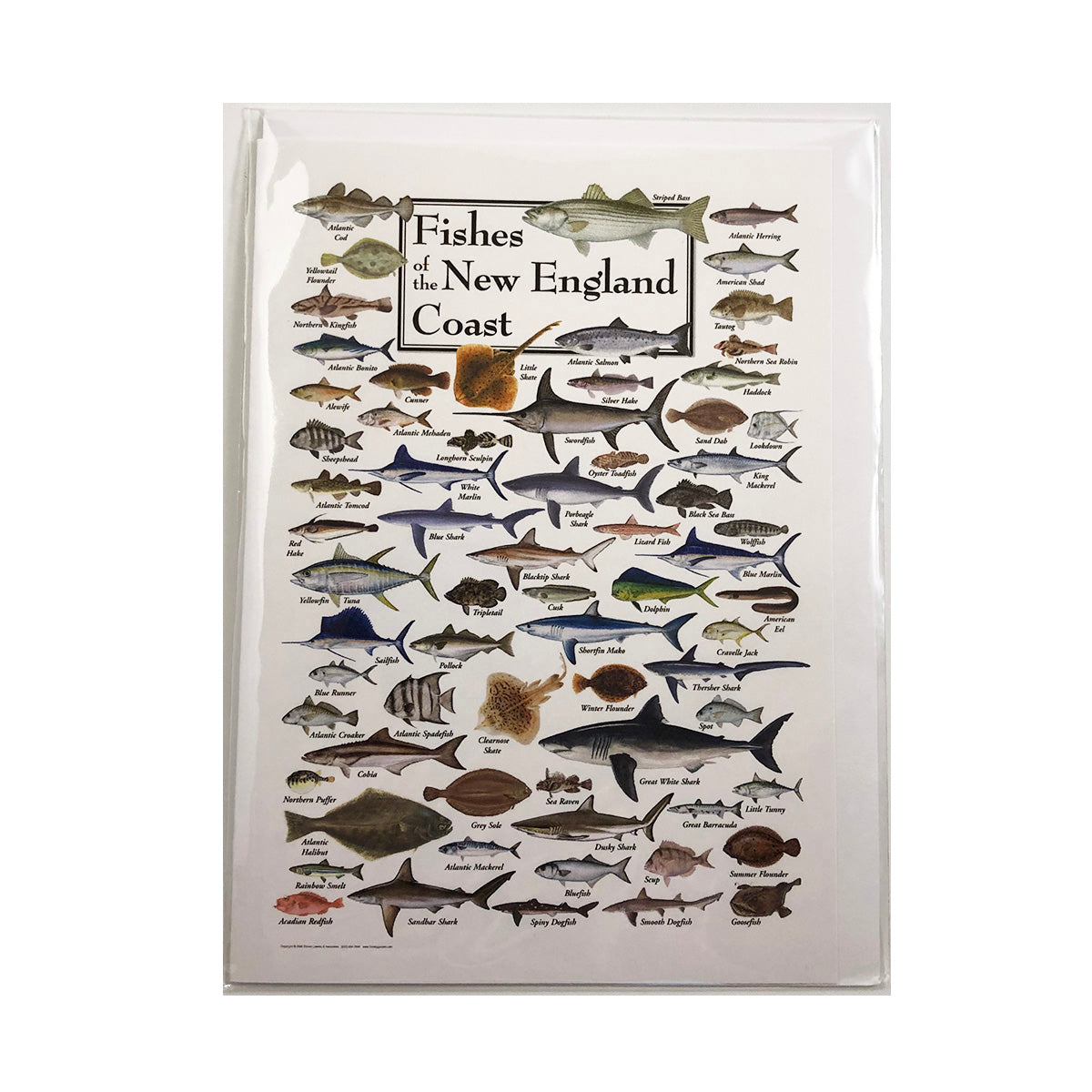 New England Gift Card – Marine Biological Laboratory Gift Shop